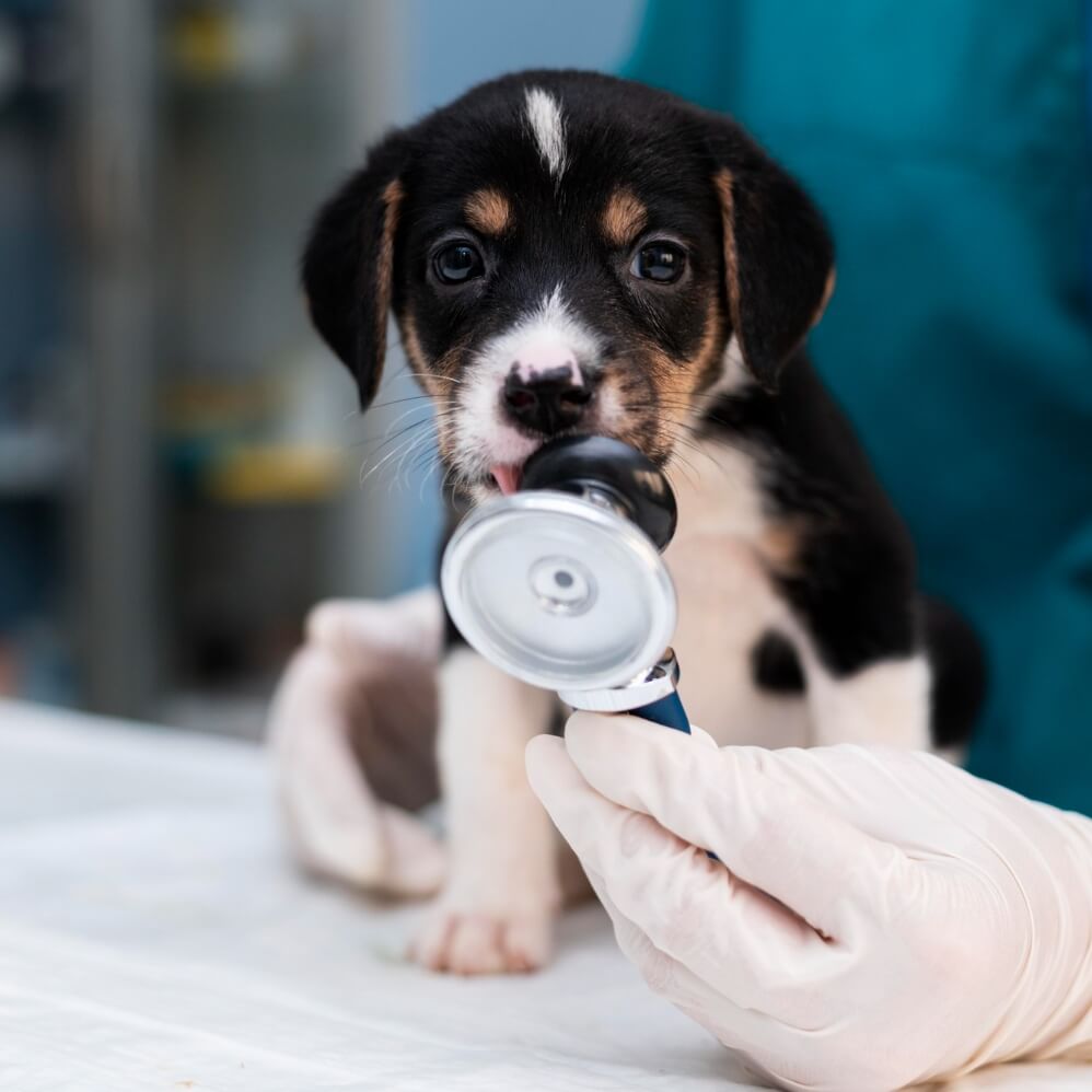 Why are vets so expensive? - MoneySense